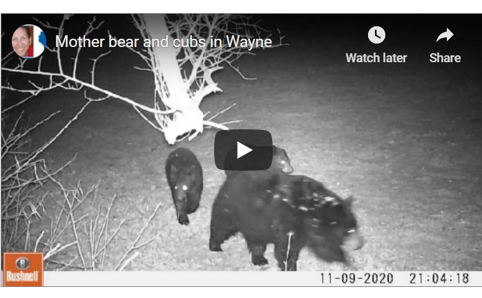 VIDEO | Mother bear and cubs spotted in Town of Wayne - Washington ...