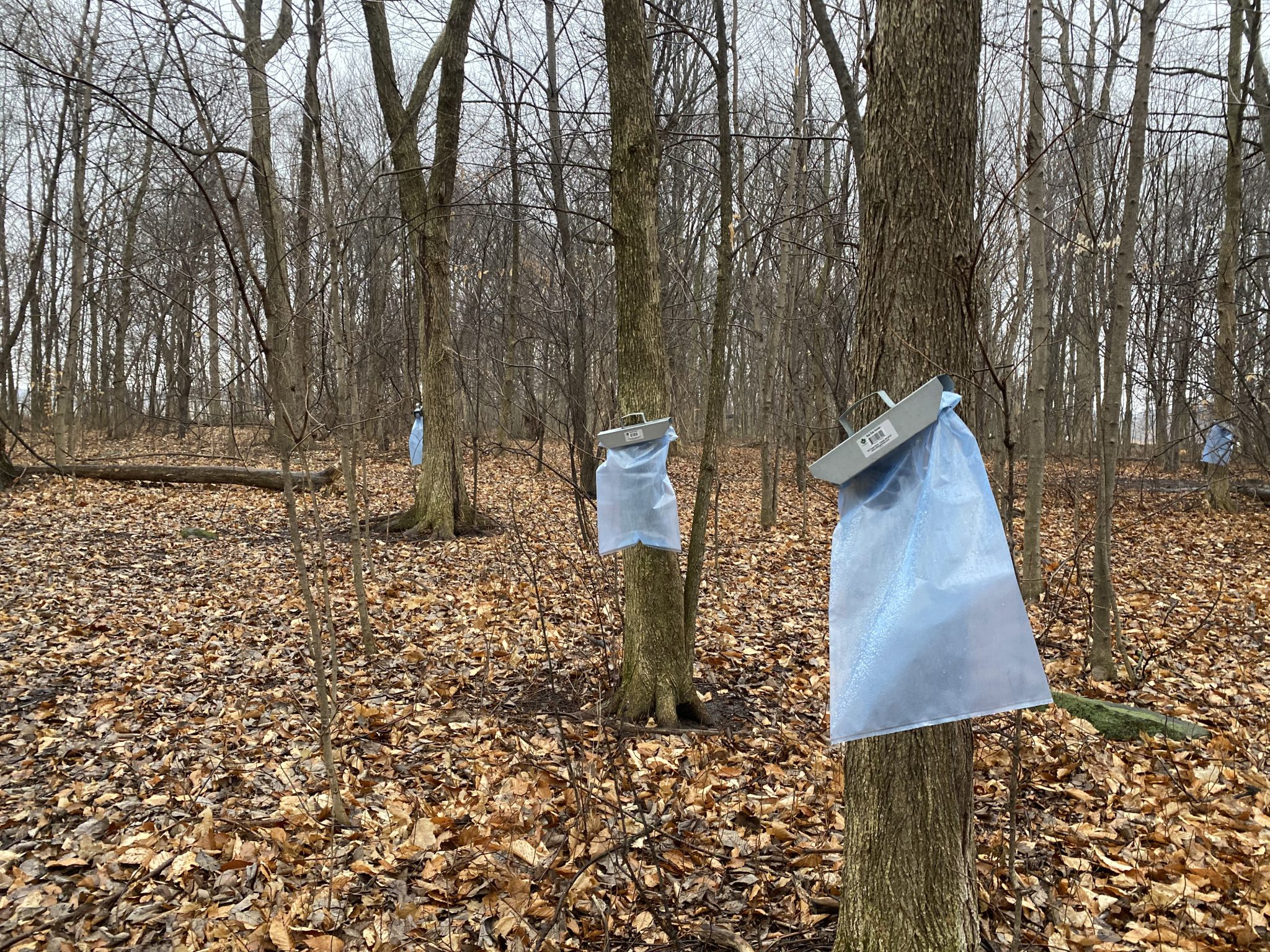 VIDEO | Slow start to Maple sap season on Schmidt Century Farm