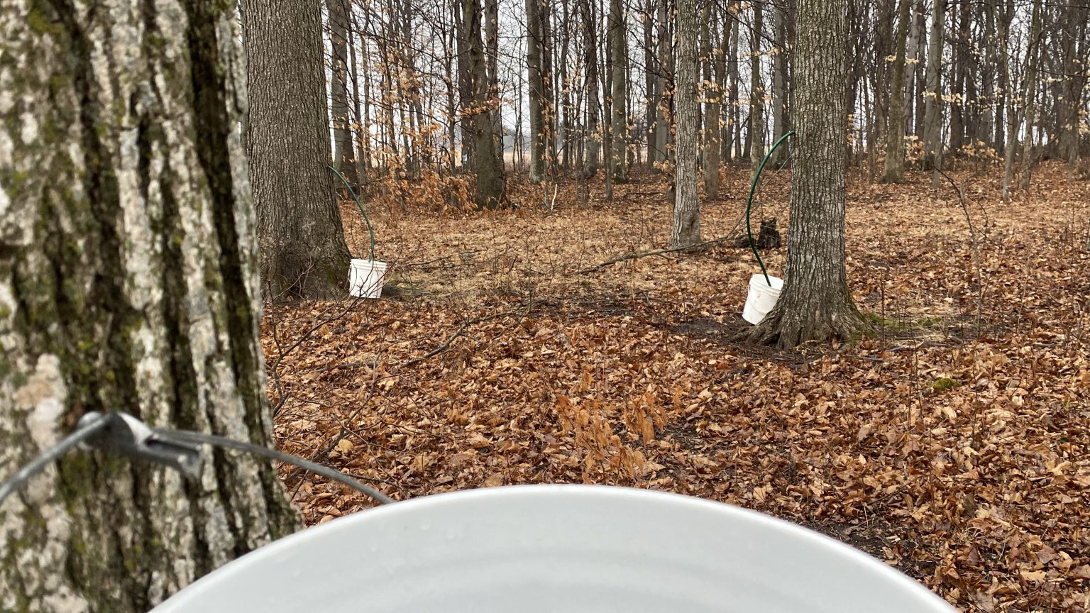 VIDEO | Slow start to Maple sap season on Schmidt Century Farm