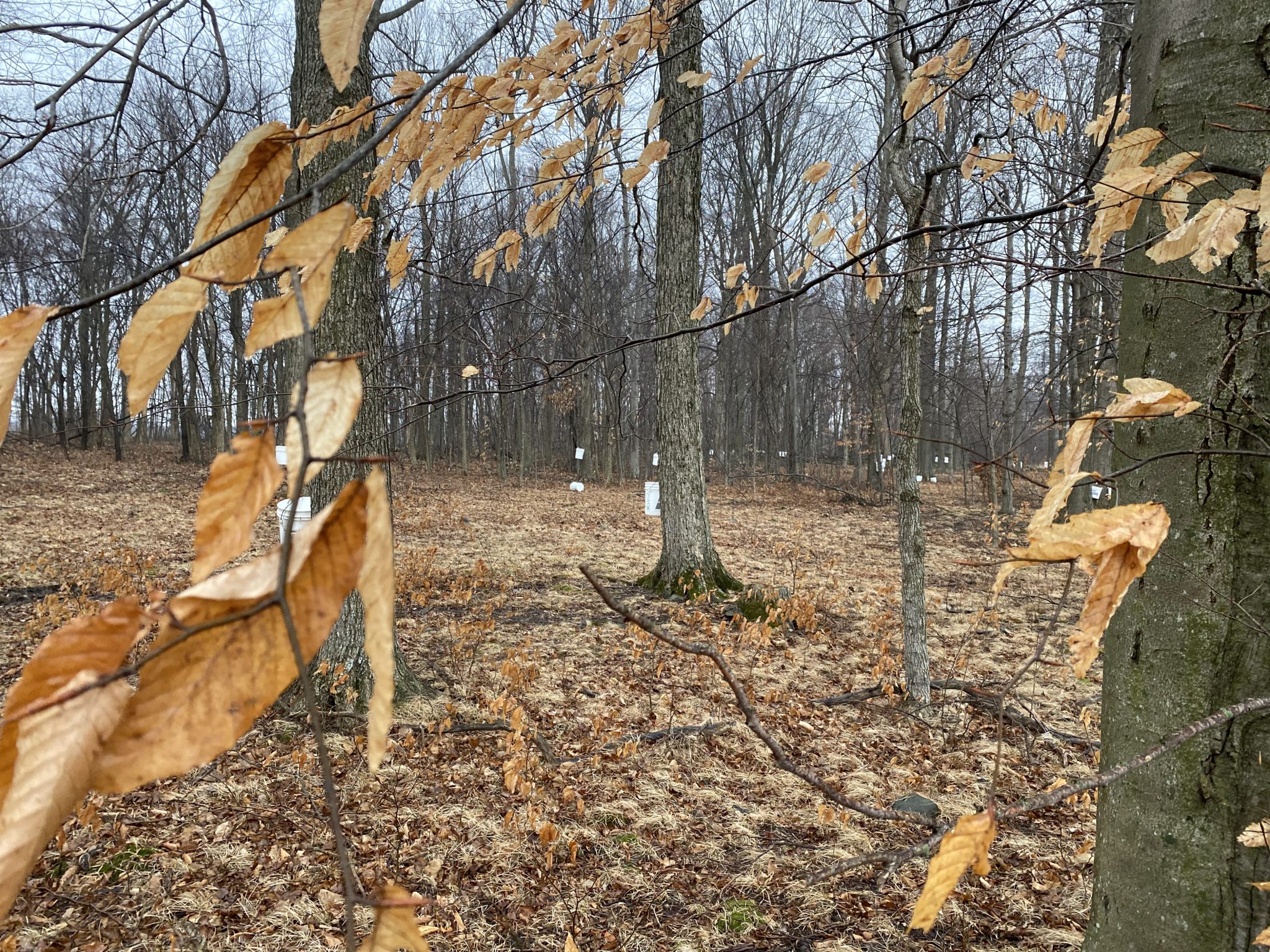 VIDEO | Slow start to Maple sap season on Schmidt Century Farm