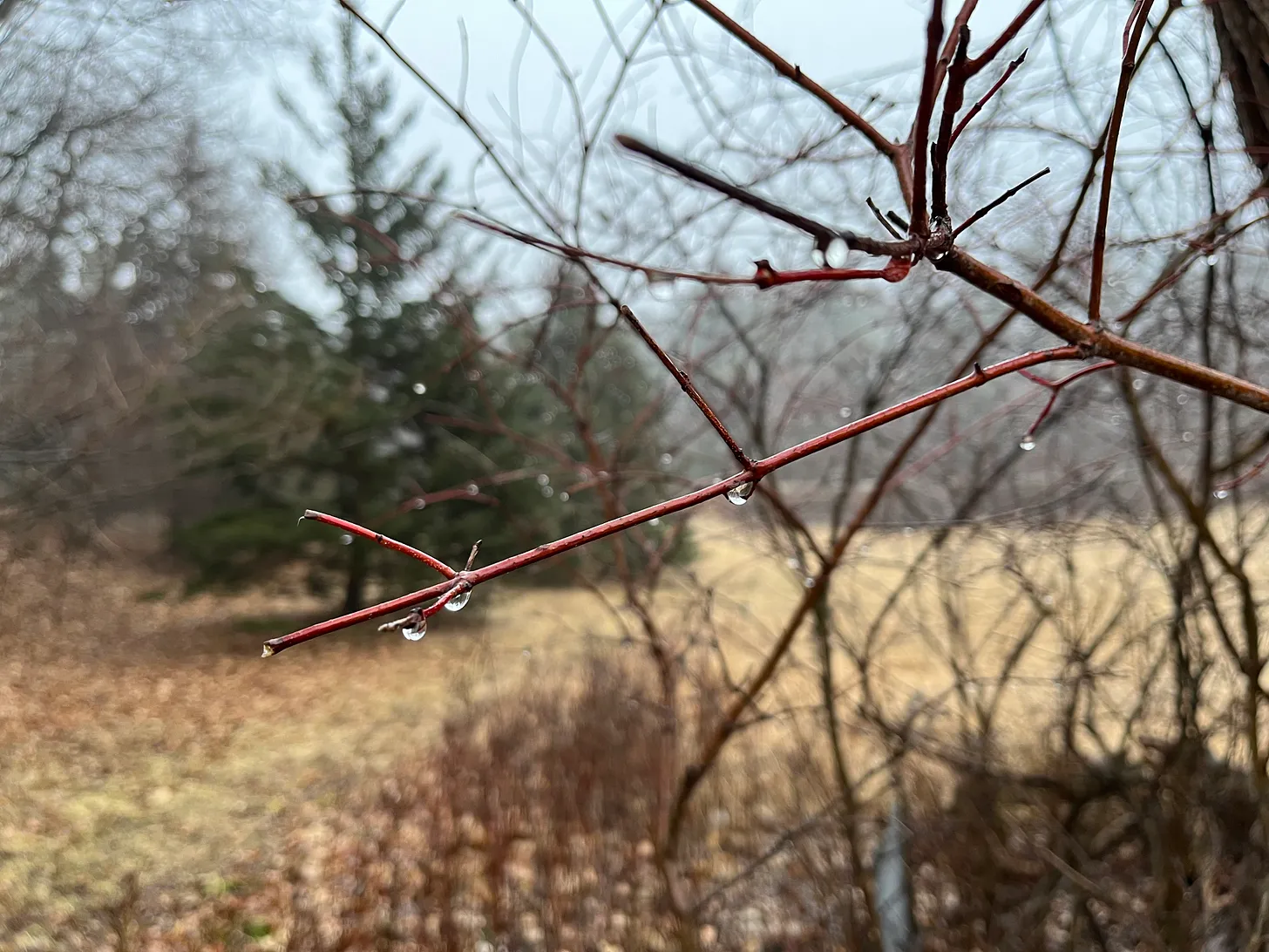 Maple season - a modern twist on the results of the process | By ...