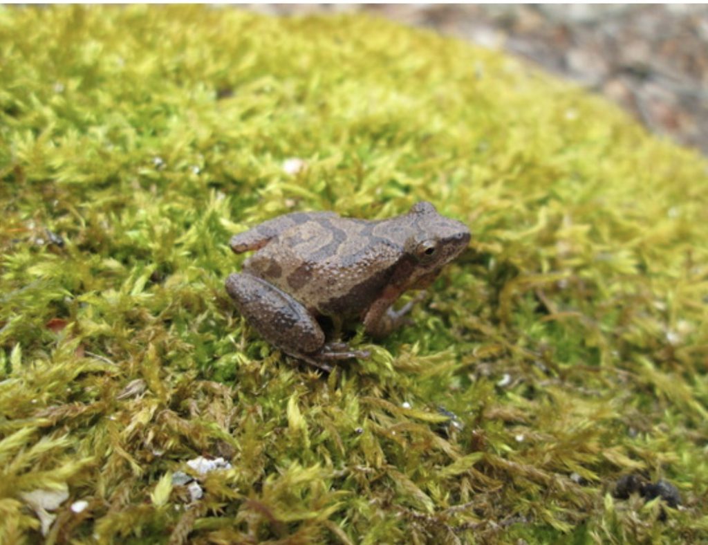 DNR seeking volunteers for help with frog-and-toad calling surveys | By ...