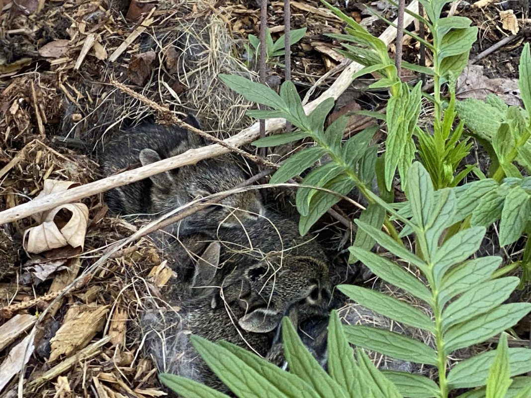 VIDEO | Signs & sounds of Spring... finally - Washington County Insider