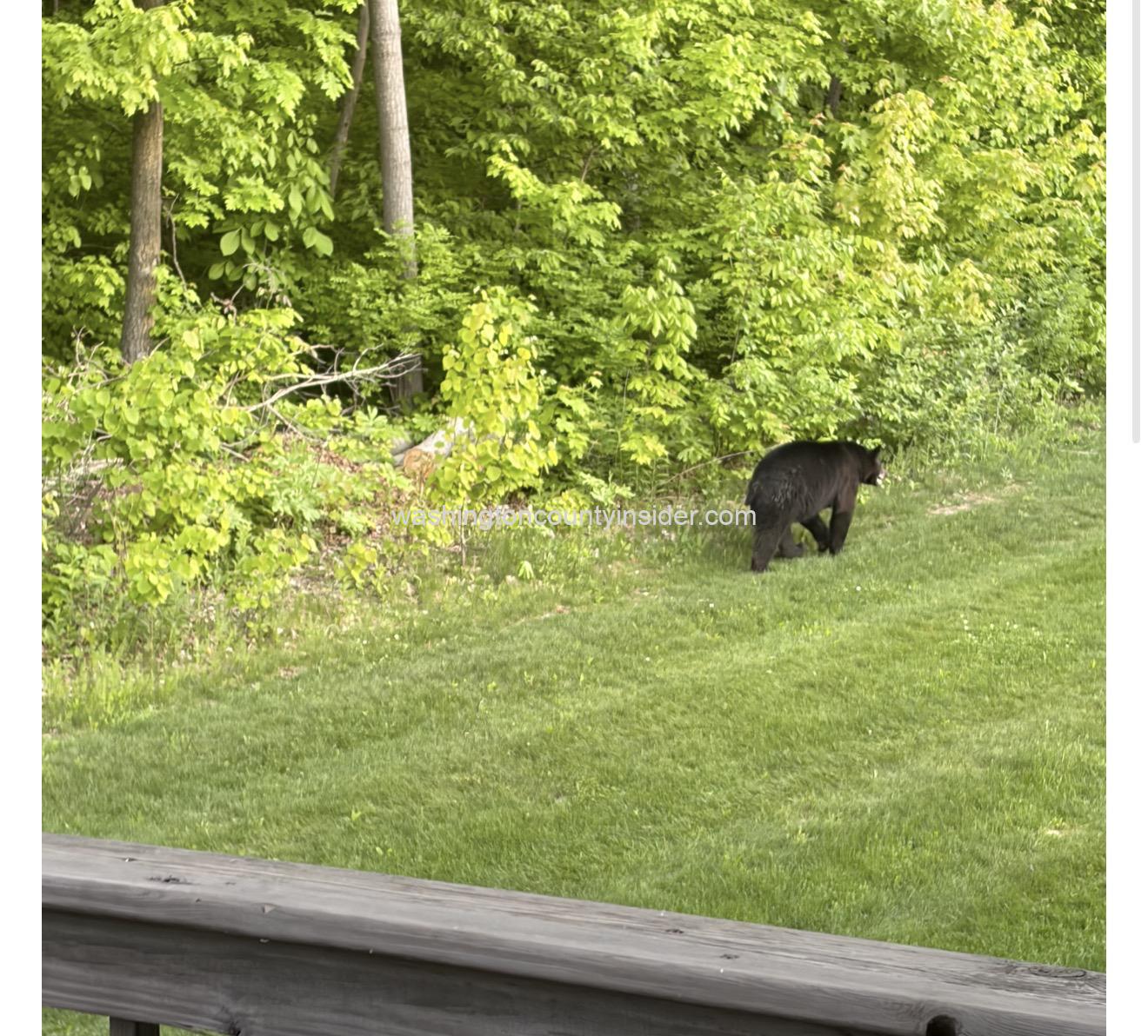 VIDEO | Slinger woman awakes to bear strolling through her yard
